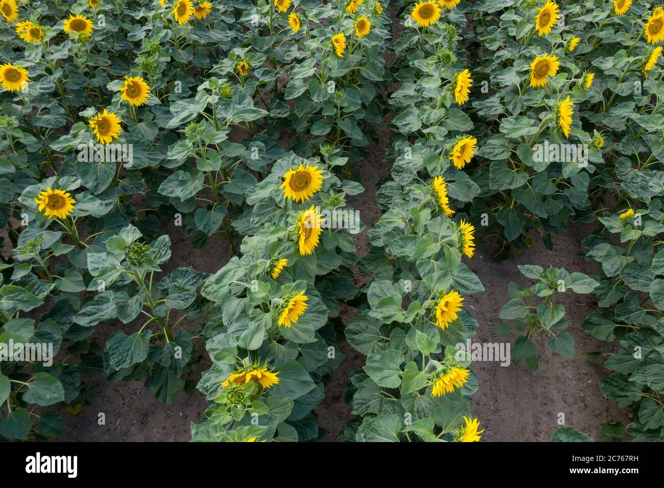 Sunflower field from above drone hi-res stock photography and images ...