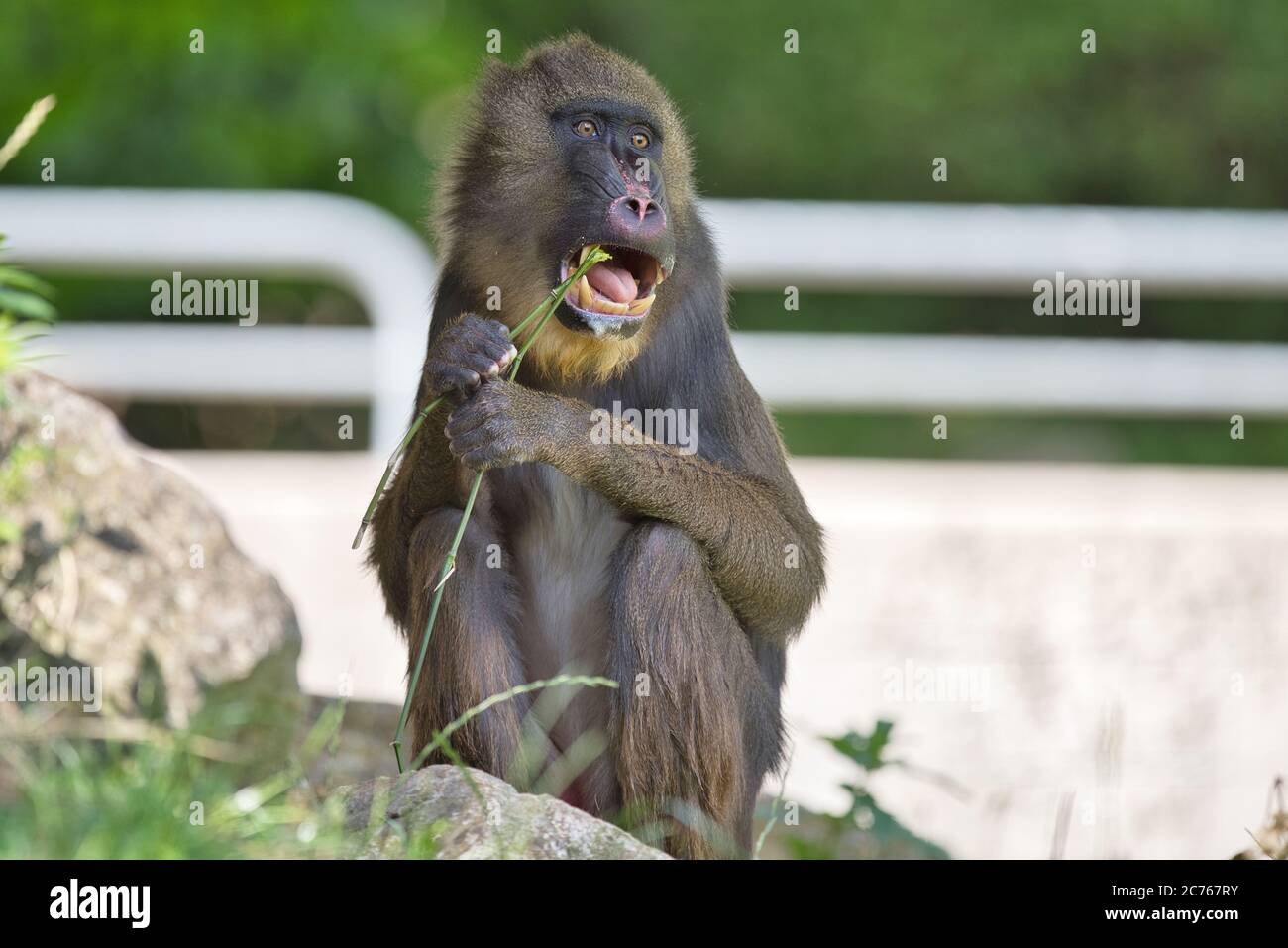 Mandrillus sphinx, Mandrill, Primat, Affe, Meerkatze, Mandrillus ...