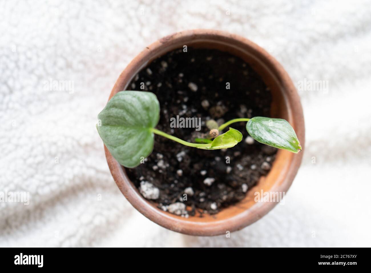 Above shot of growing leaves on a baby philodendron plant Stock Photo ...
