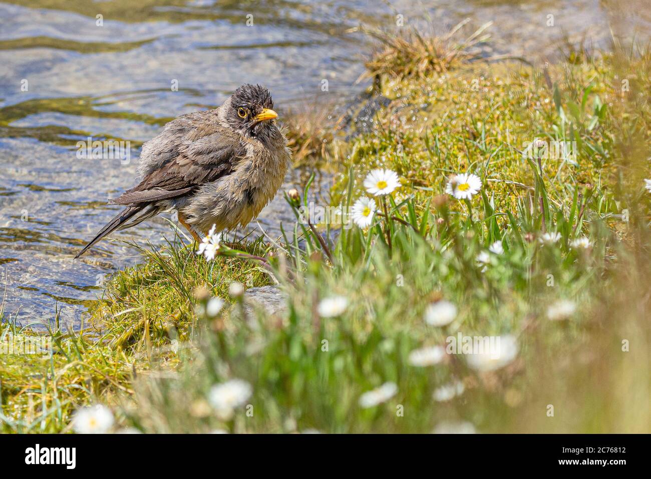 austral thrush (Turdus falcklandii) taking a bath in Lapataia River ...