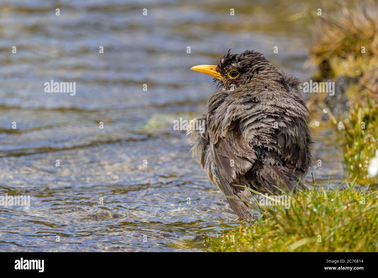 austral thrush (Turdus falcklandii) taking a bath in Lapataia River ...
