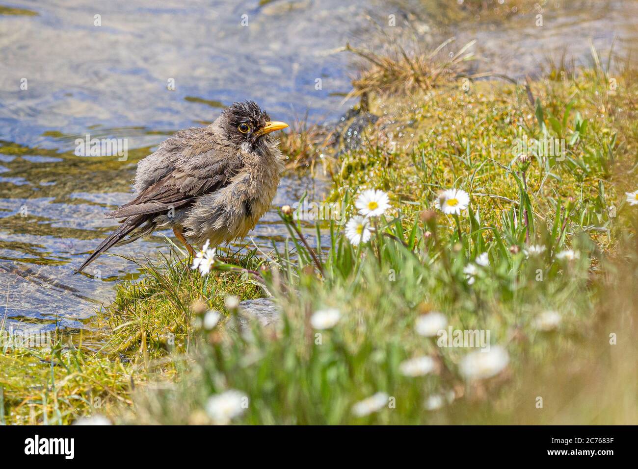 austral thrush (Turdus falcklandii) taking a bath in Lapataia River ...