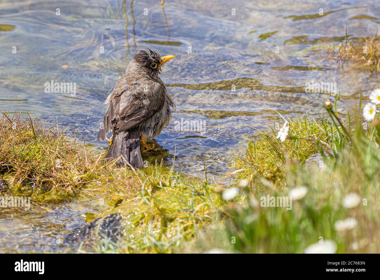 austral thrush (Turdus falcklandii) taking a bath in Lapataia River ...