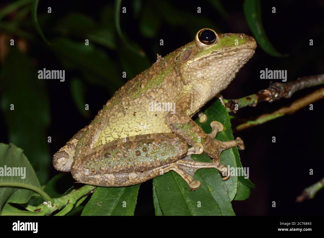 Cuban treefrog Osteopilus septentrionalis Stock Photo - Alamy