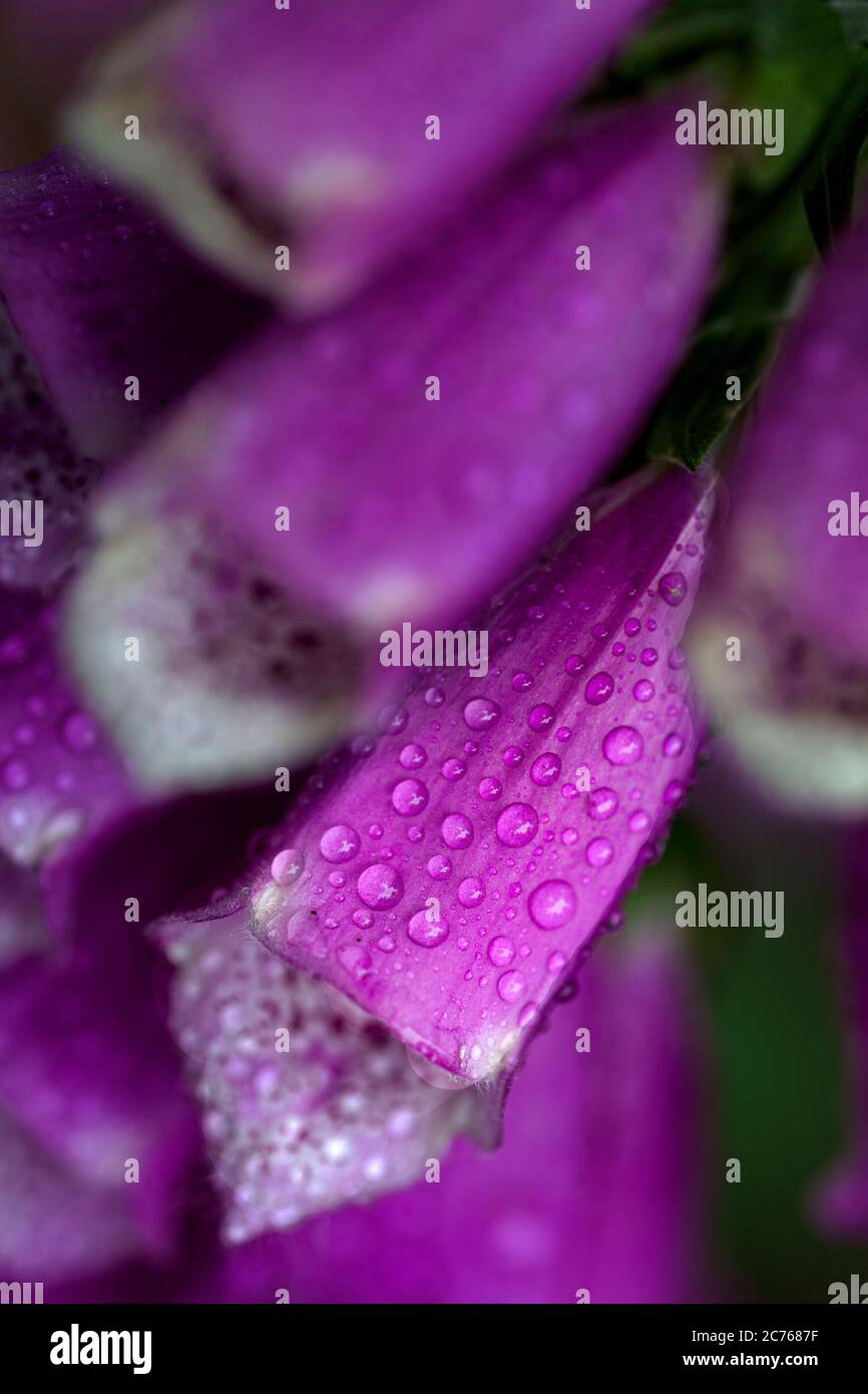 Tubular Flowers High Resolution Stock Photography and Images - Alamy