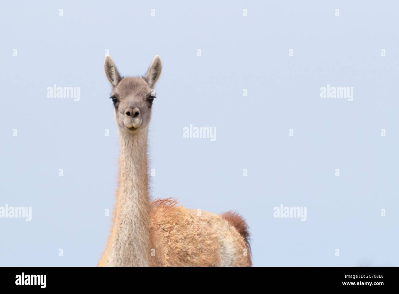 Guanaco skin hi-res stock photography and images - Alamy