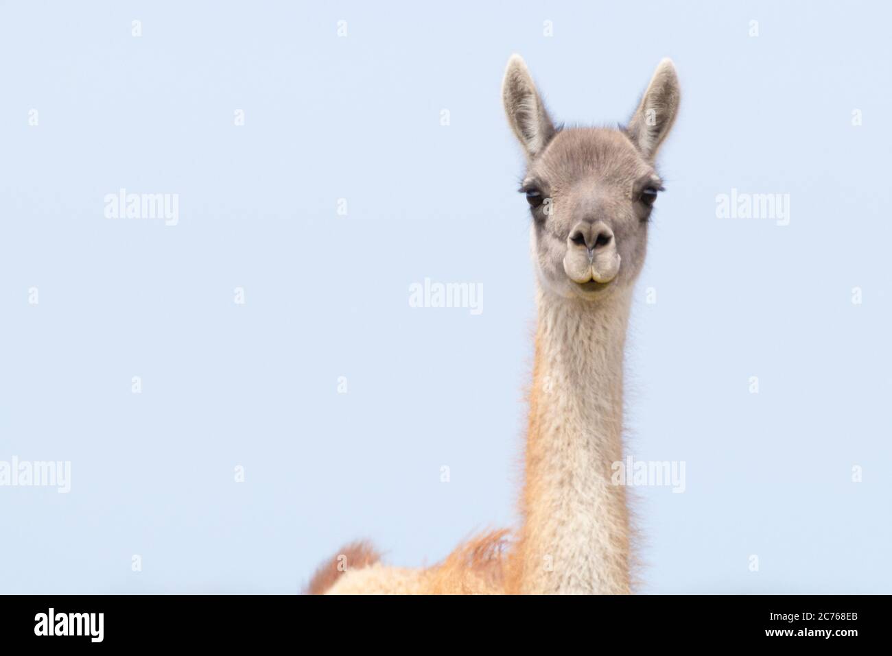 Guanaco skin hi-res stock photography and images - Alamy