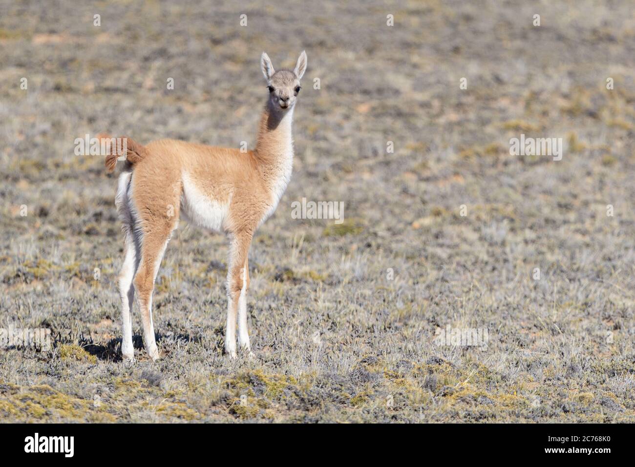 Guanaco skin hi-res stock photography and images - Alamy