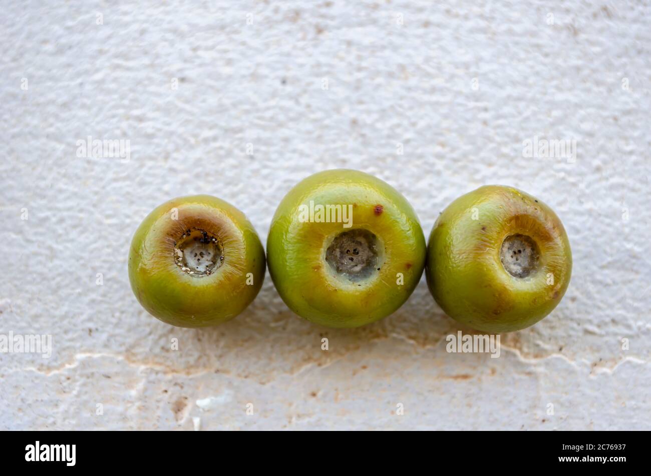 Hogberries On White Wall Stock Photo - Alamy