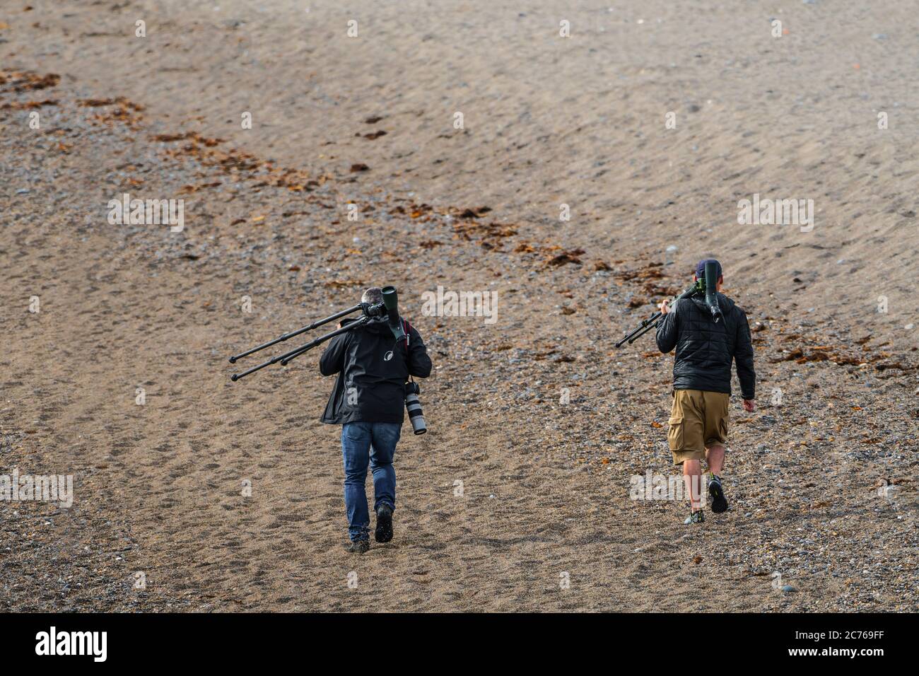 Wildlife on the beach hi-res stock photography and images - Alamy