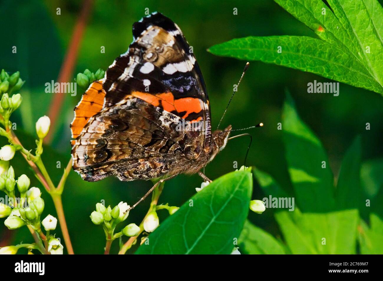 Red admirals hi-res stock photography and images - Alamy