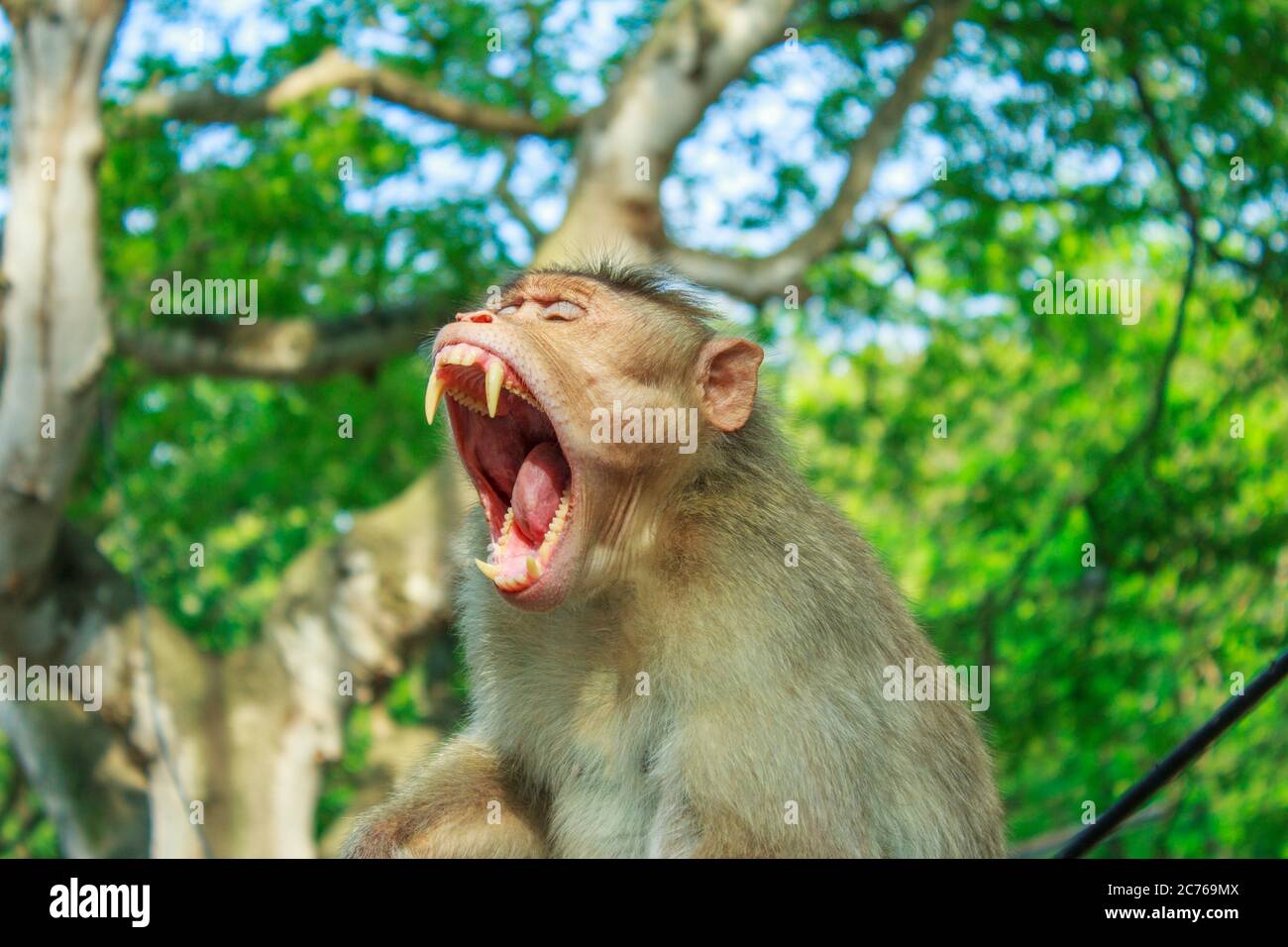 Monkey mouth wide open teeth hi-res stock photography and images - Alamy
