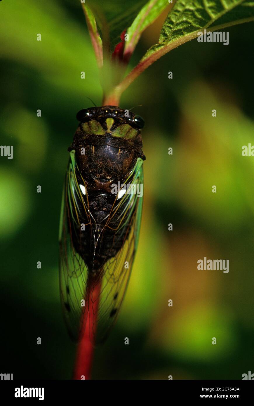 Cicada insect cicadas insects hi-res stock photography and images - Alamy