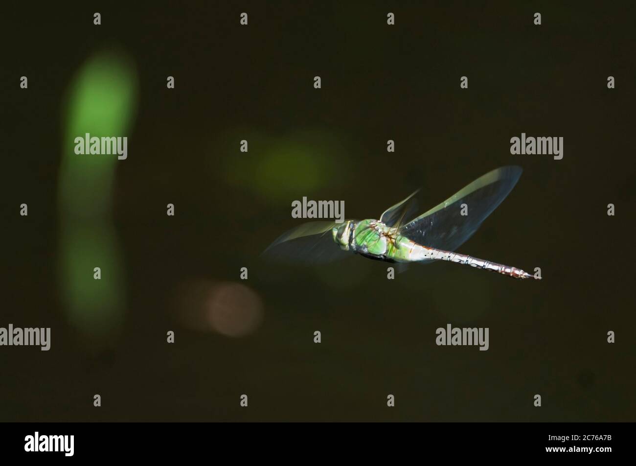 Green darner dragon flies hi-res stock photography and images - Alamy
