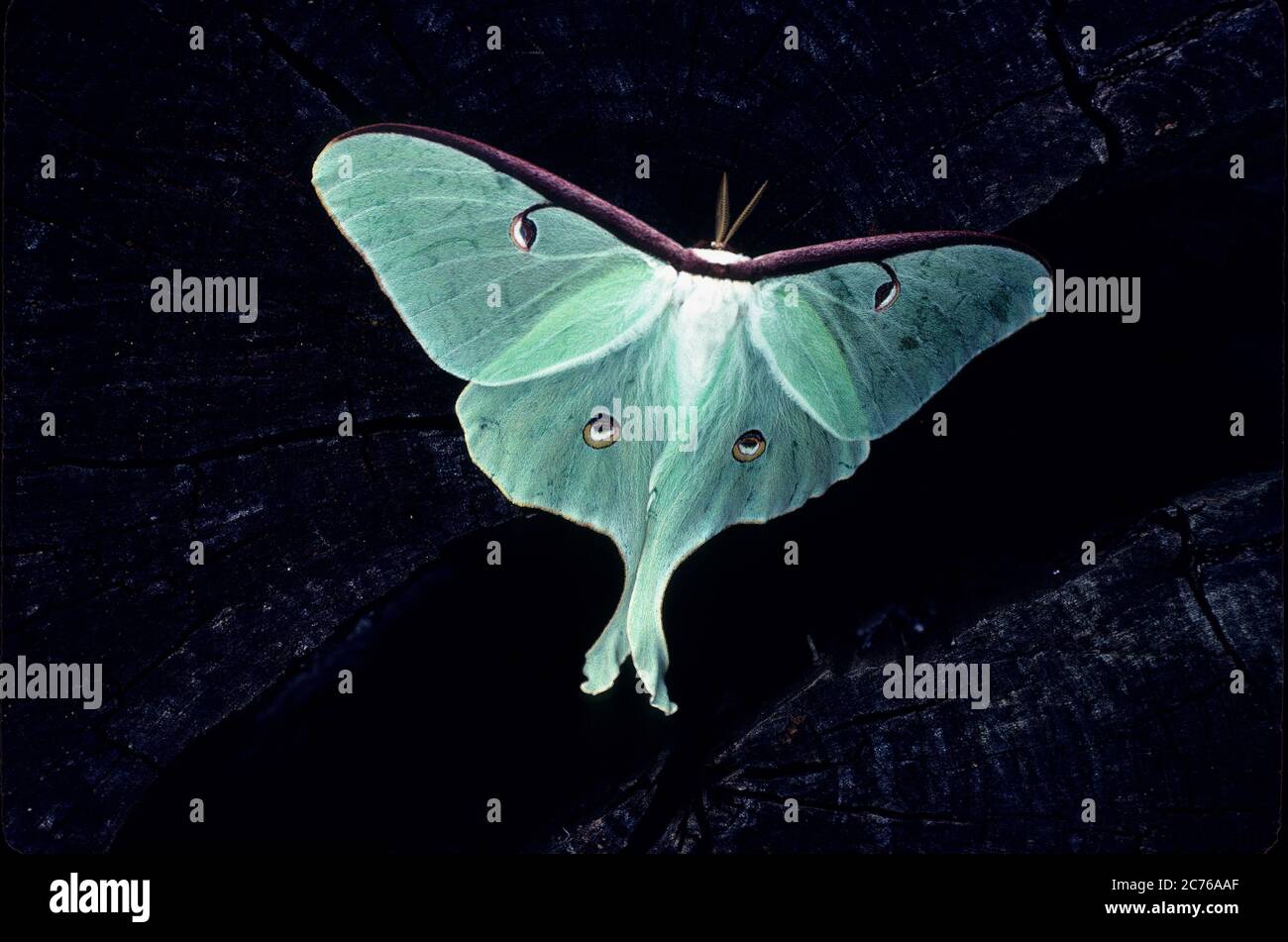 Resting moth hi-res stock photography and images - Alamy