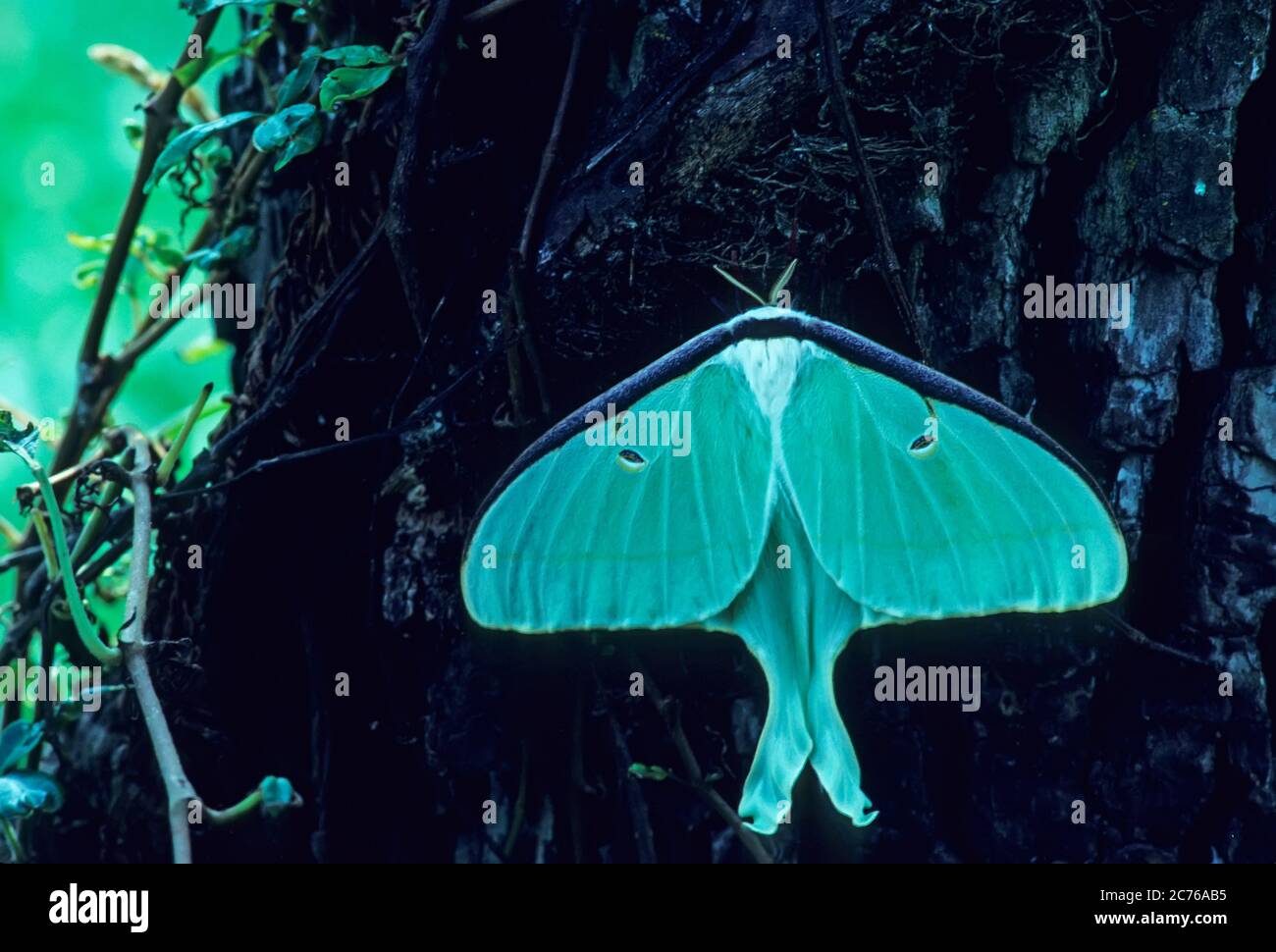 Resting moth hi-res stock photography and images - Alamy