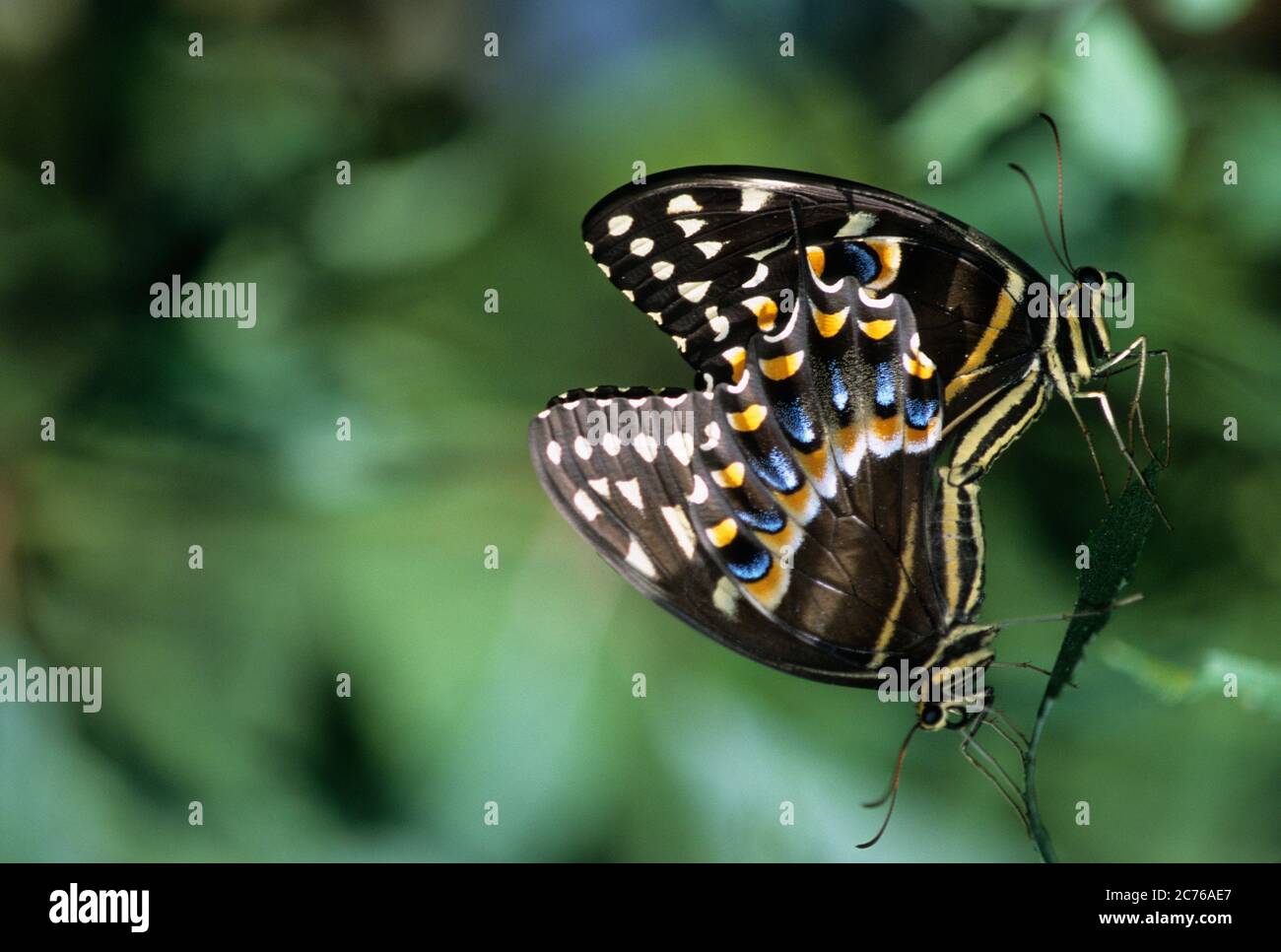 Mating Swallowtail Butterfly High Resolution Stock Photography and ...