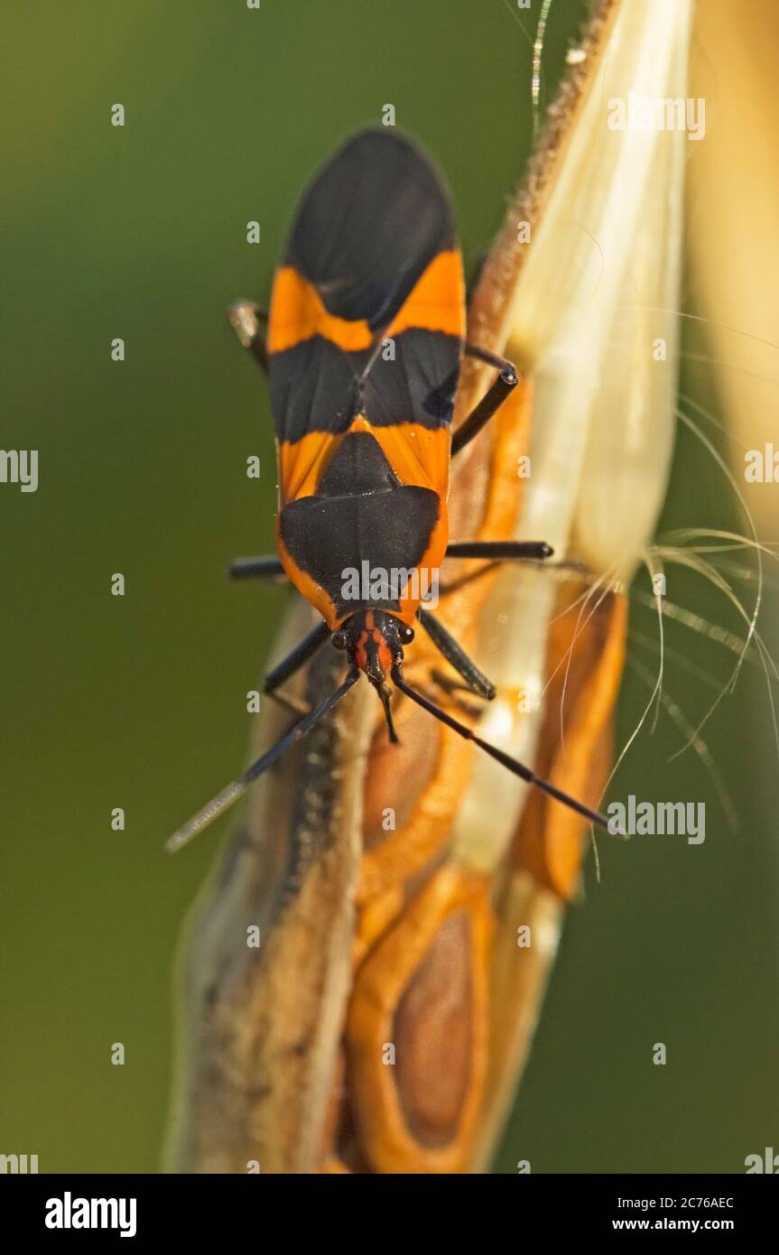 Bug insects hi-res stock photography and images - Alamy