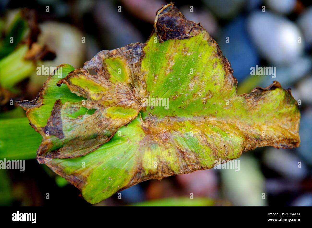 Detailed leaves hi-res stock photography and images - Alamy