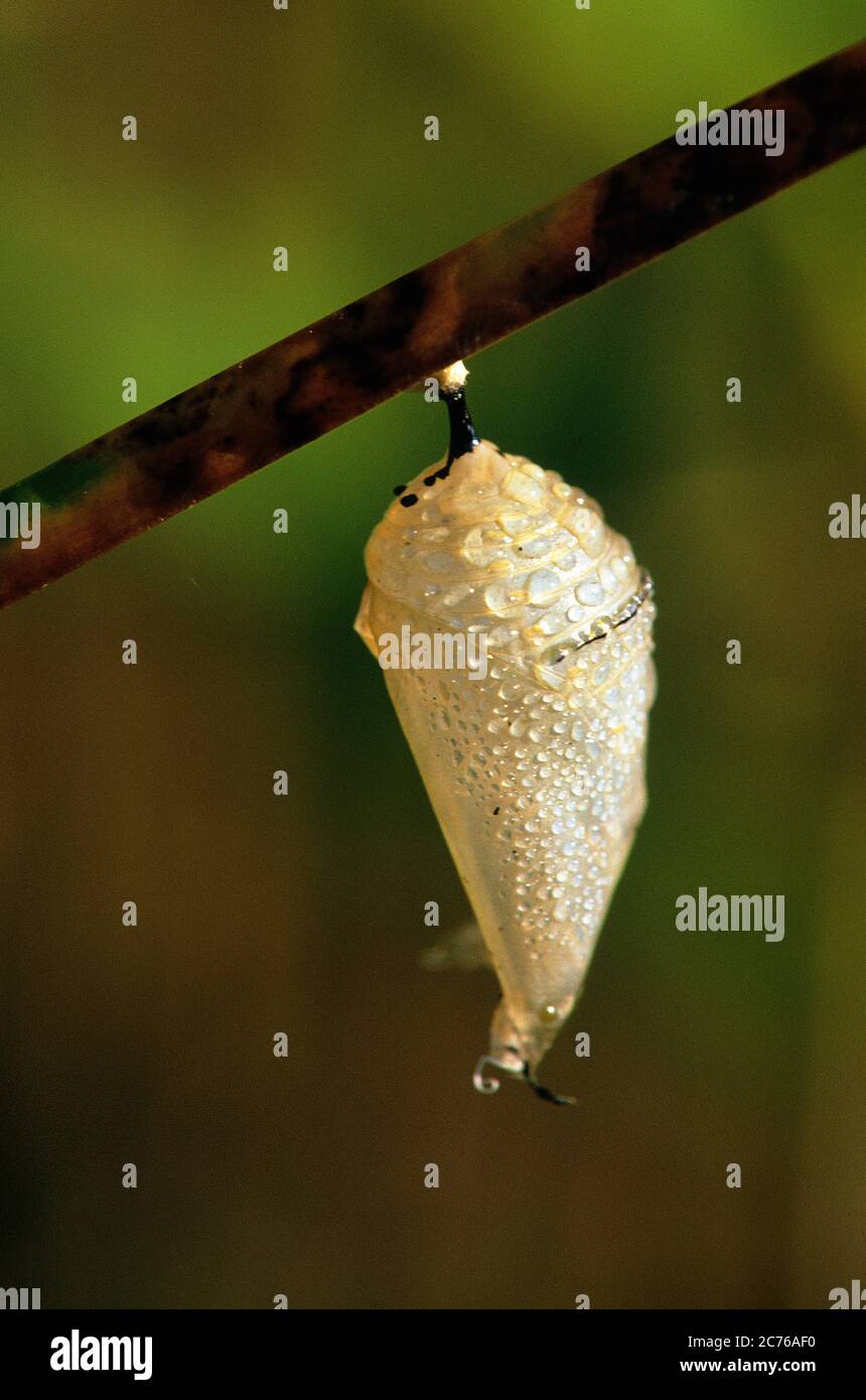 Monarch butterfly chrysalis hi-res stock photography and images - Alamy