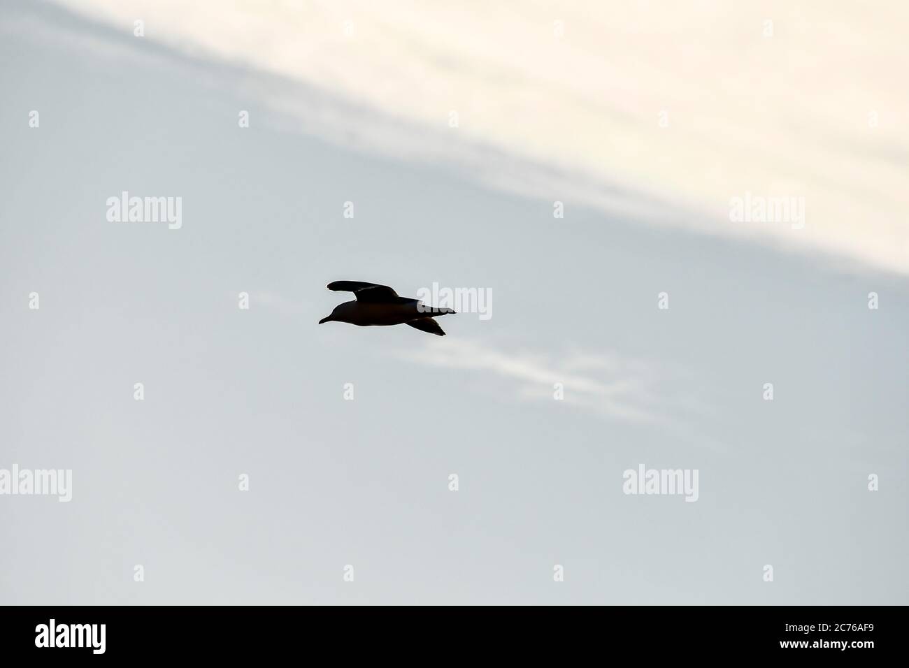 crow in flight, beautiful photo digital picture Stock Photo - Alamy