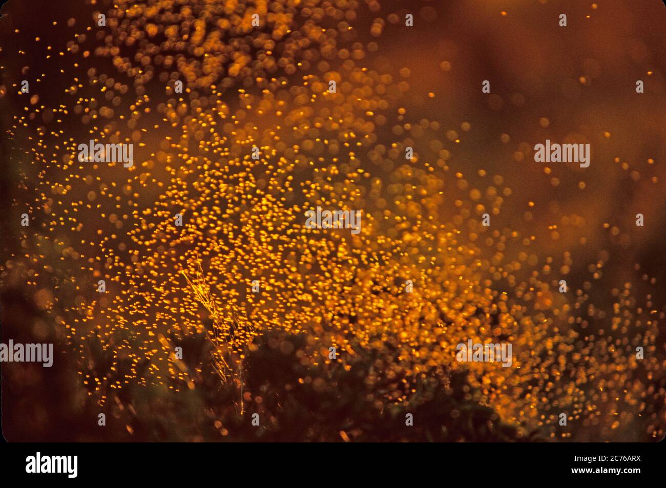 Swarming insects hi-res stock photography and images - Alamy