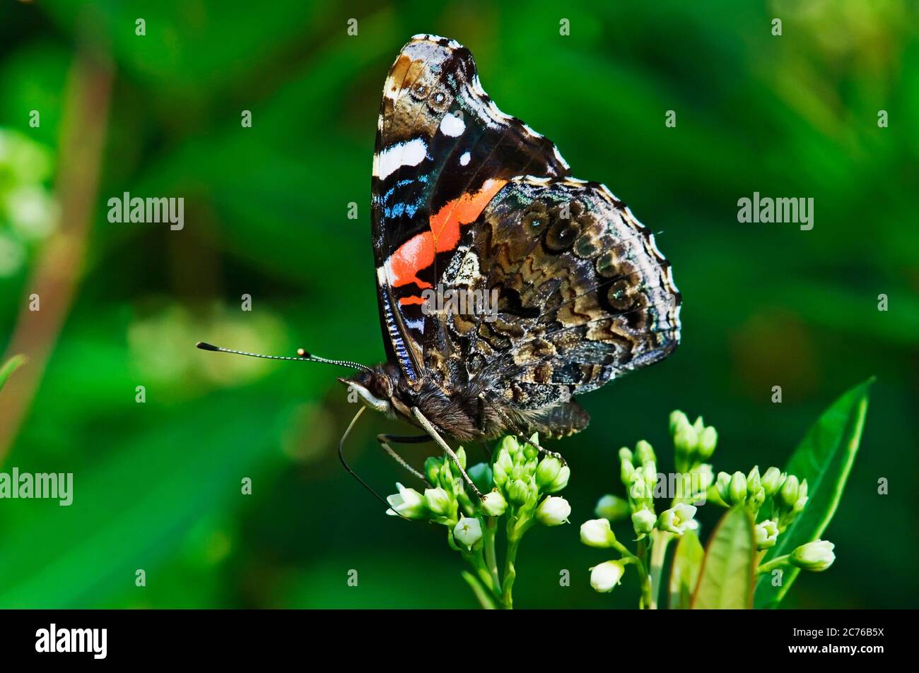 Red admiral butterflies hi-res stock photography and images - Alamy