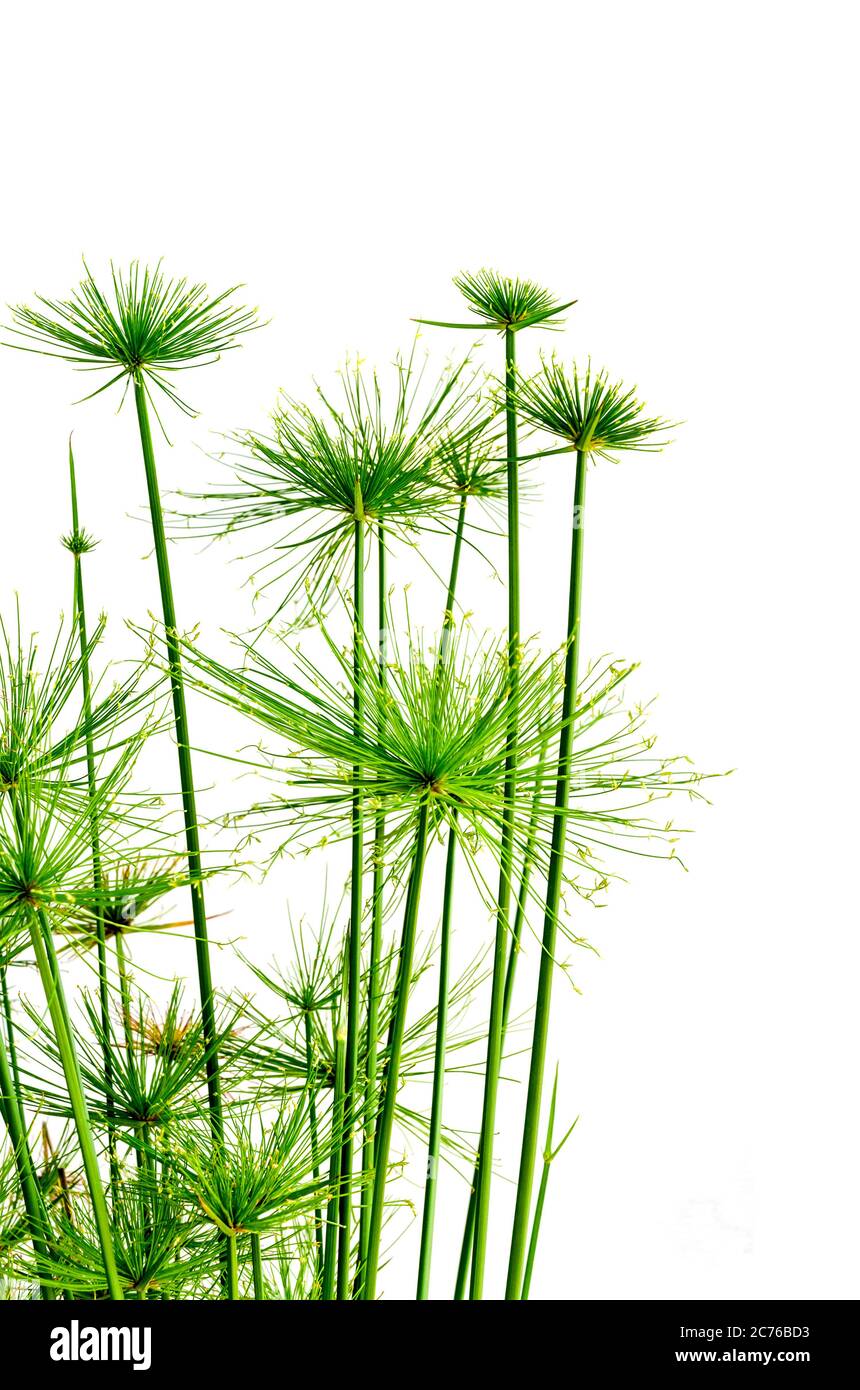 An isolated image of papyrus tree on white background Stock Photo - Alamy