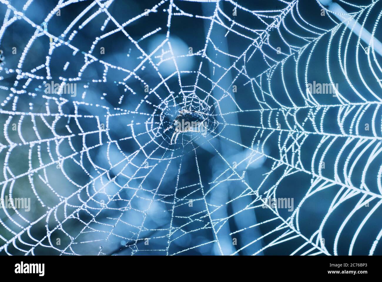 Spider web with shiny blue drops of water Stock Photo - Alamy