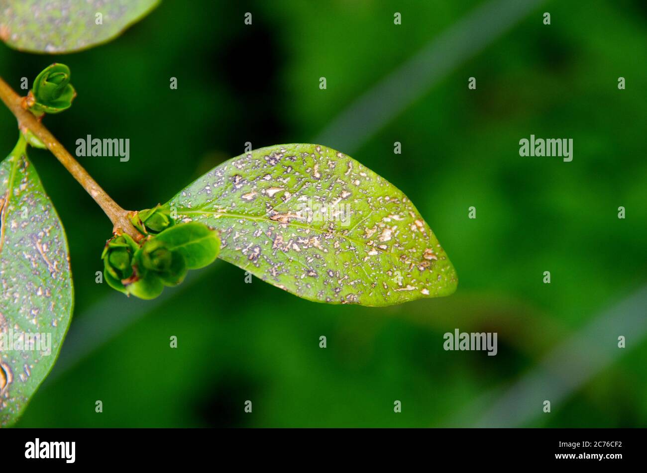 Detailed leaves hi-res stock photography and images - Alamy