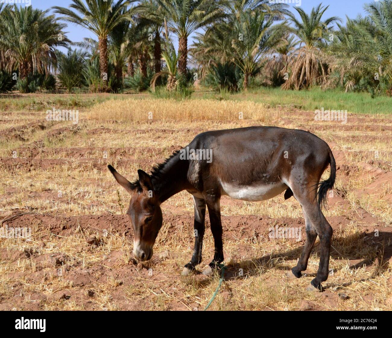 Moroccan donkey hi-res stock photography and images - Alamy