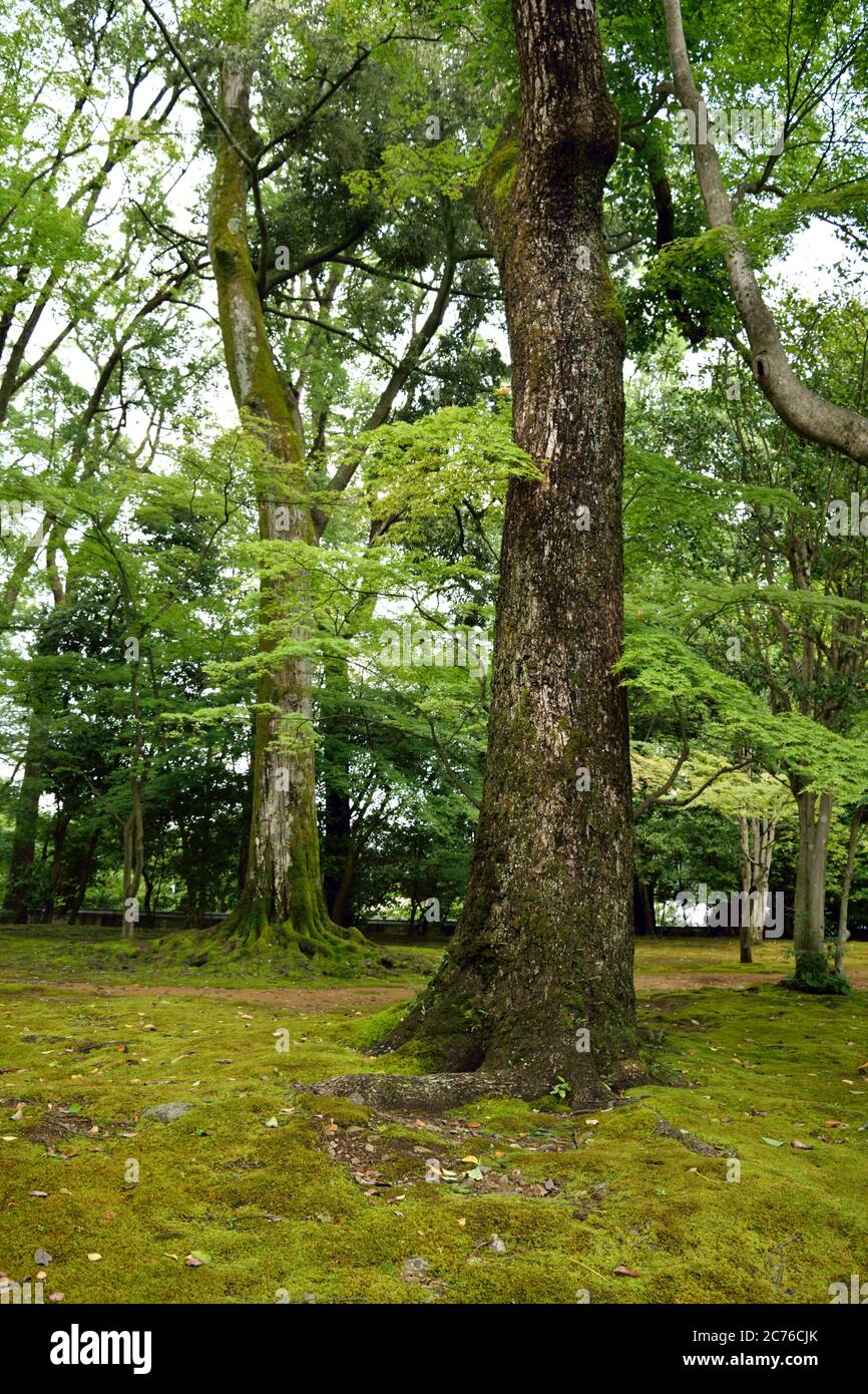 forest from Nara, Japan Stock Photo - Alamy