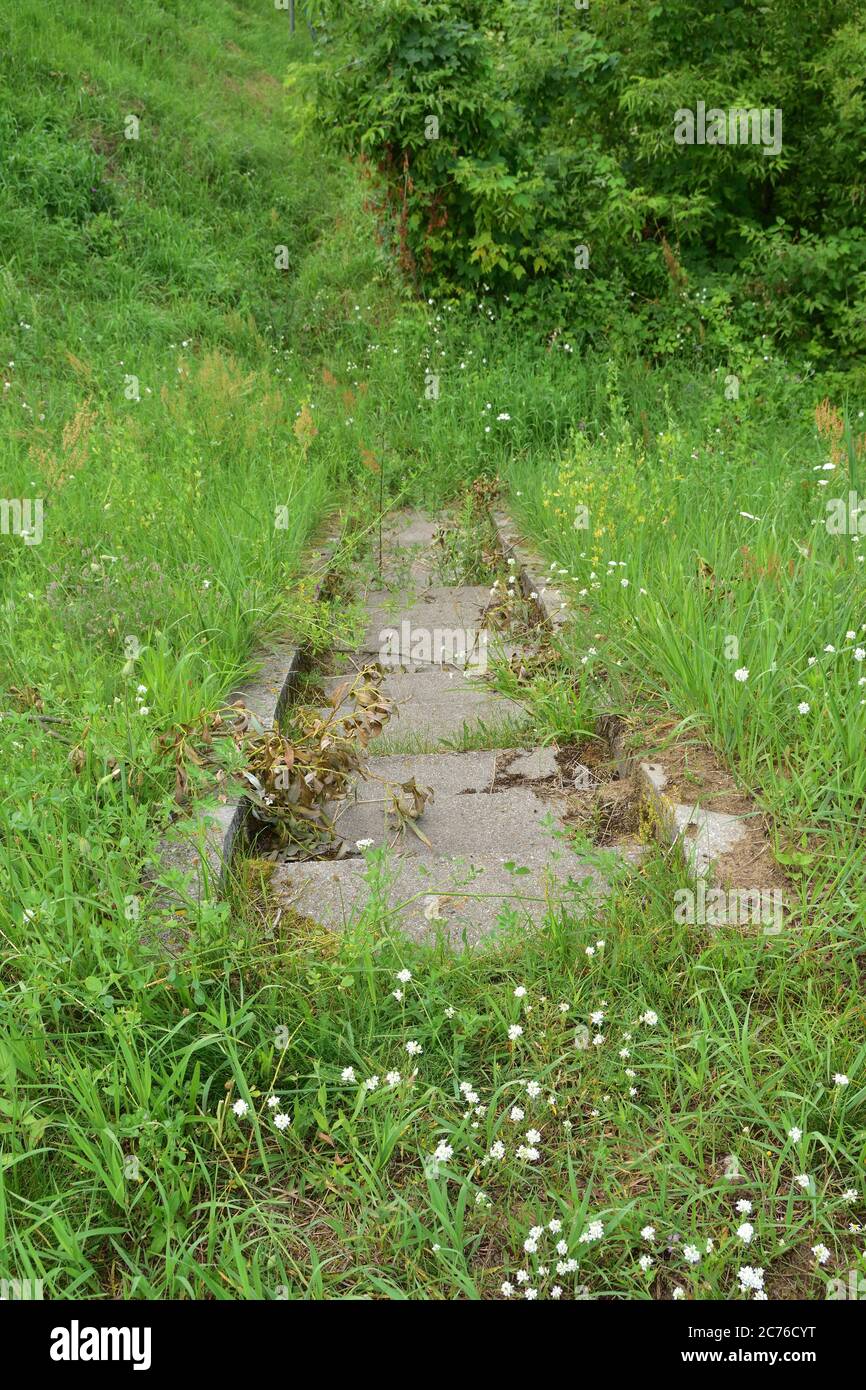 Concrete stairs on the embankment overgrown with grass. Summer Stock ...