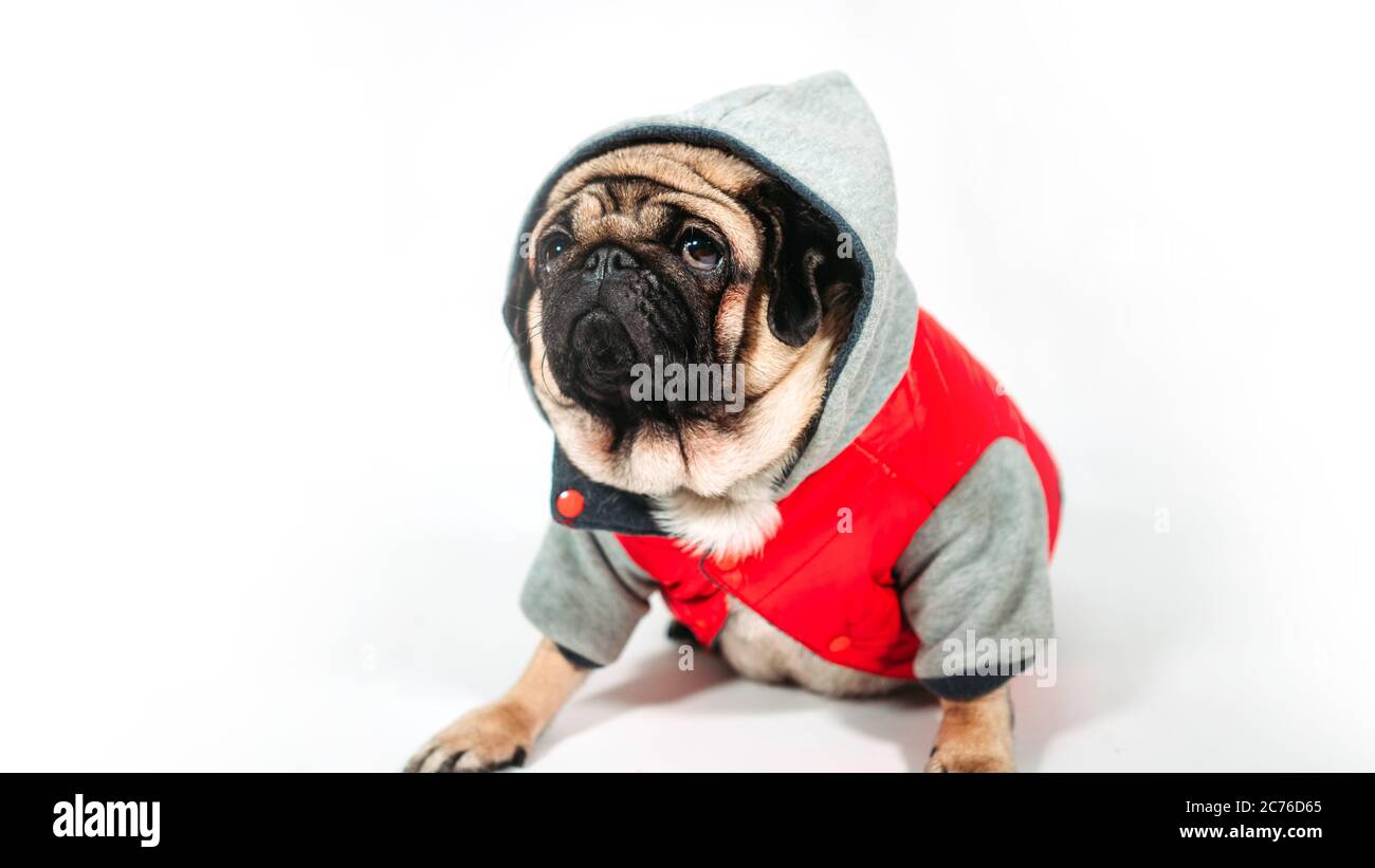 A beautiful sad pug in a jacket with a hood sits on isolated white ...