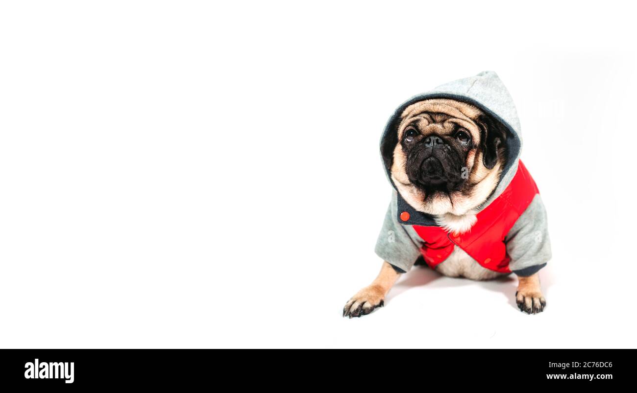 White dog sits in Cut Out Stock Images & Pictures - Alamy