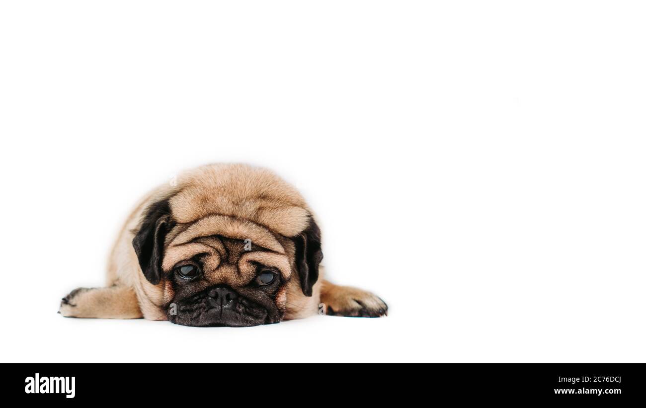 Why Do Pugs Look So Sad