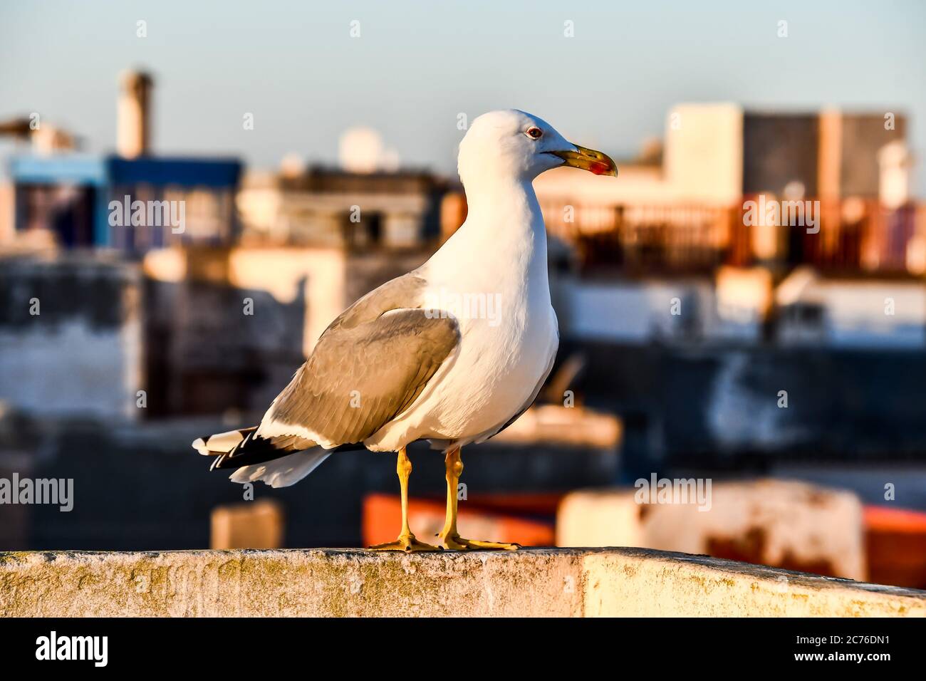 seagull on the pier, beautiful photo digital picture Stock Photo - Alamy
