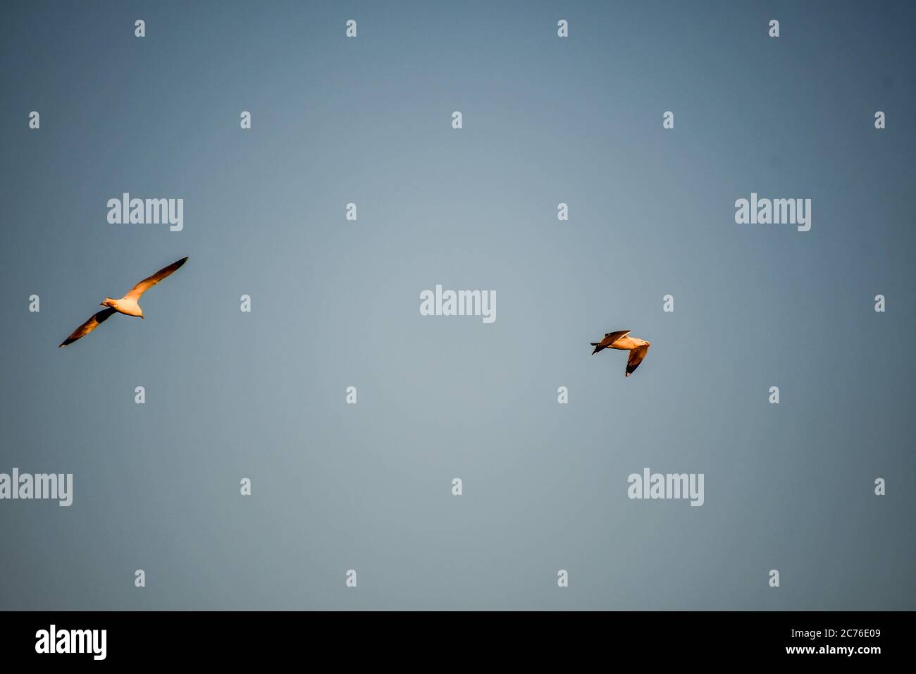 bird in flight, beautiful photo digital picture Stock Photo - Alamy
