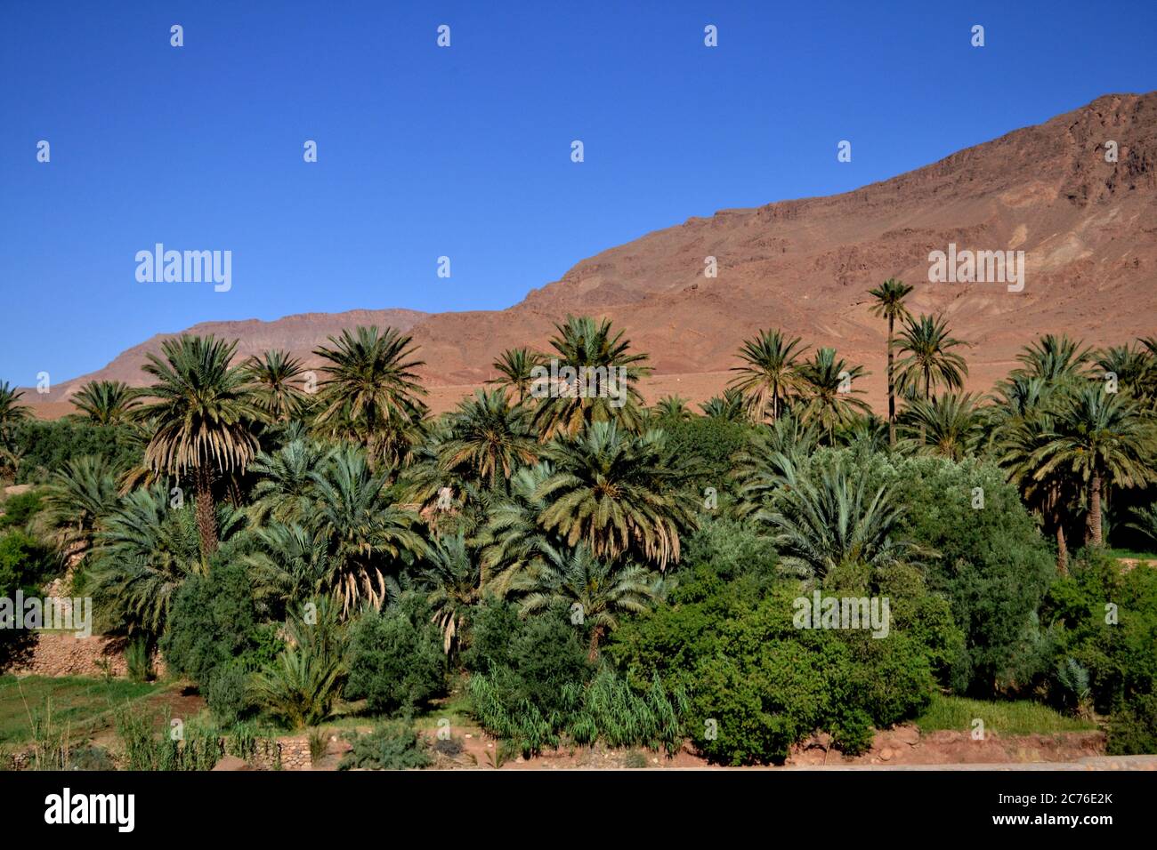 Rural palm tree garden, Morocco Stock Photo - Alamy