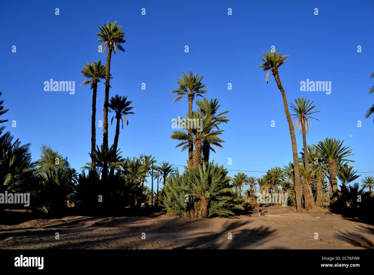 Green palm tree grove in Morocco Stock Photo - Alamy
