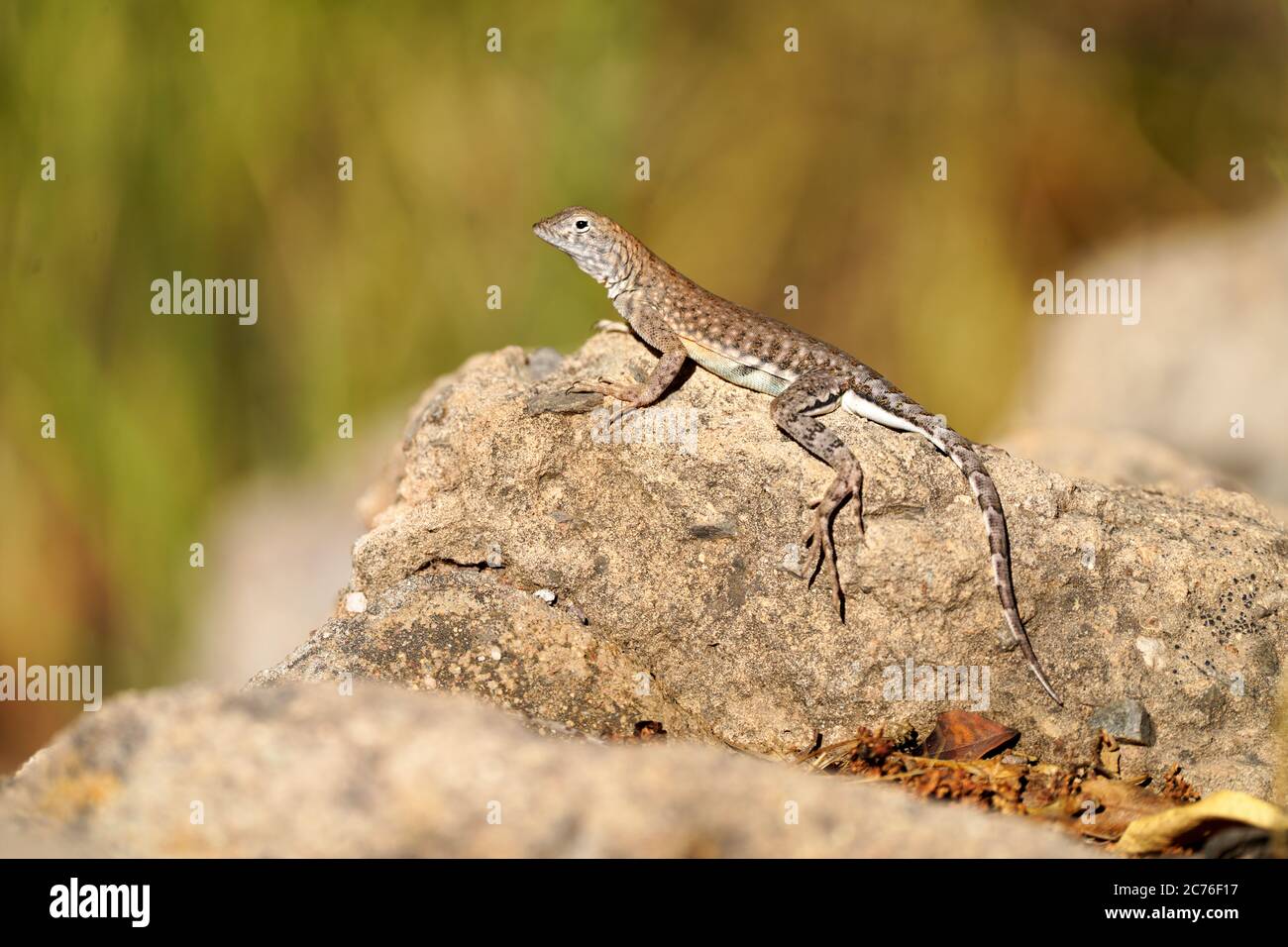 Zebra-tailed lizard sunbathing in the morning Arizona sun Stock Photo ...