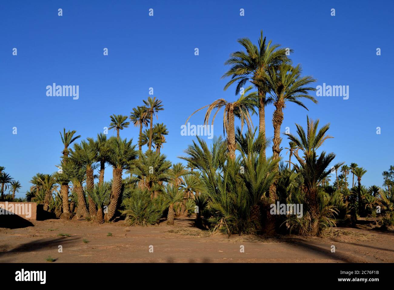 Green palm tree grove in Morocco Stock Photo - Alamy