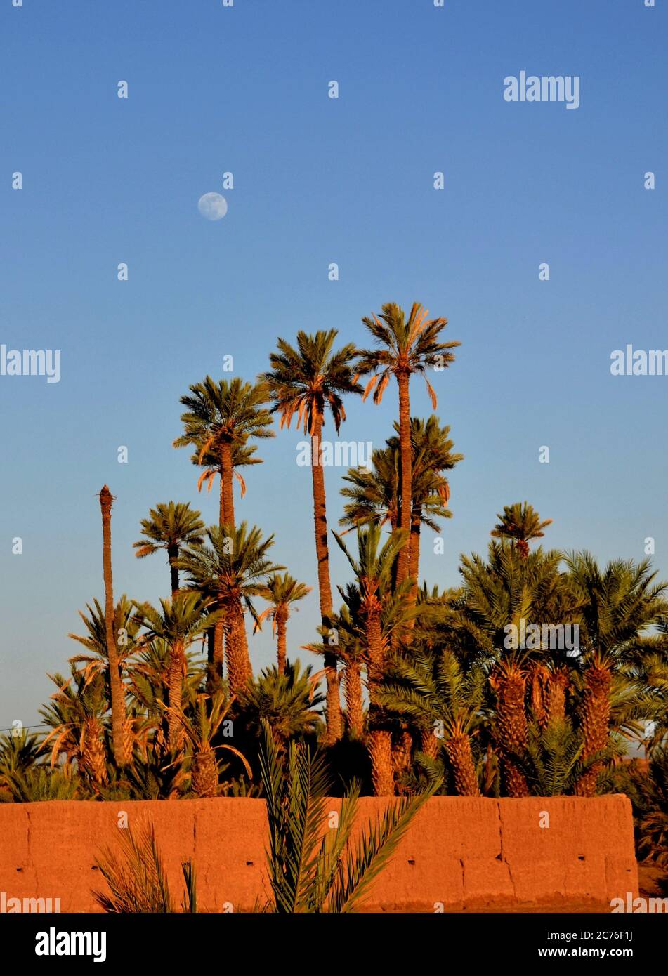 Palm tree grove hi-res stock photography and images - Alamy