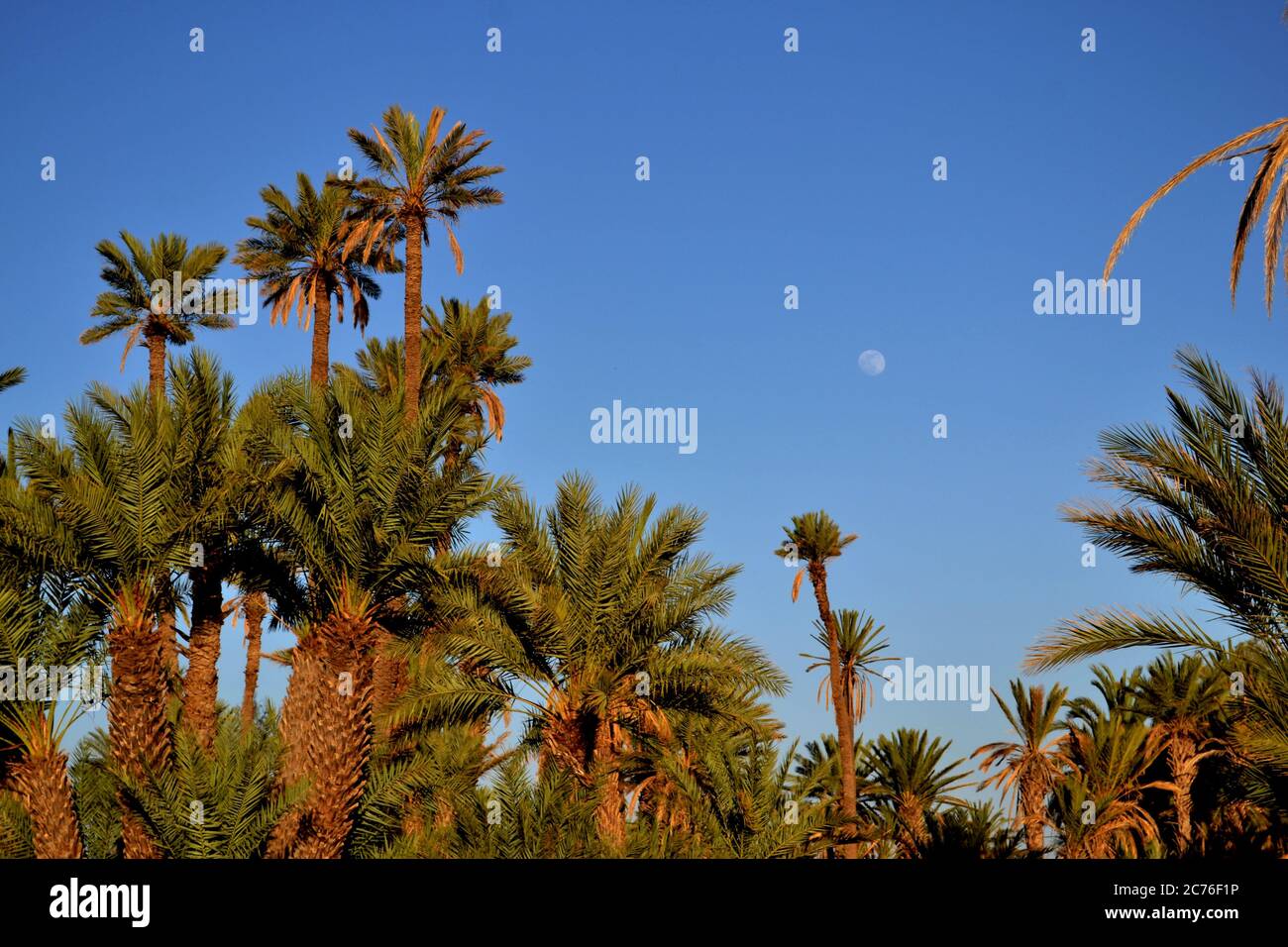 Green palm tree grove in Morocco Stock Photo - Alamy