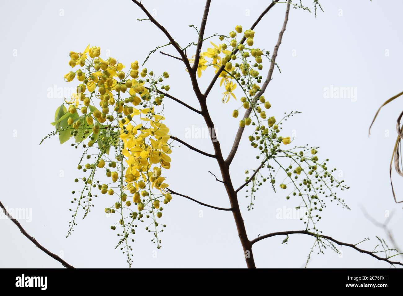 branch with yellow flower kanikonna in kerala Stock Photo - Alamy
