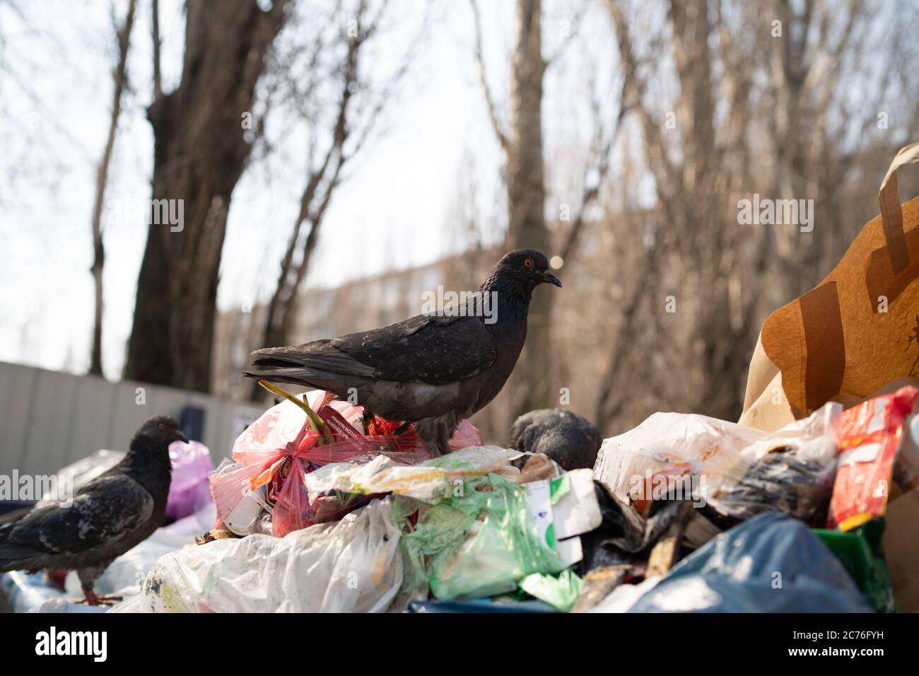 Waste dump birds hi-res stock photography and images - Alamy