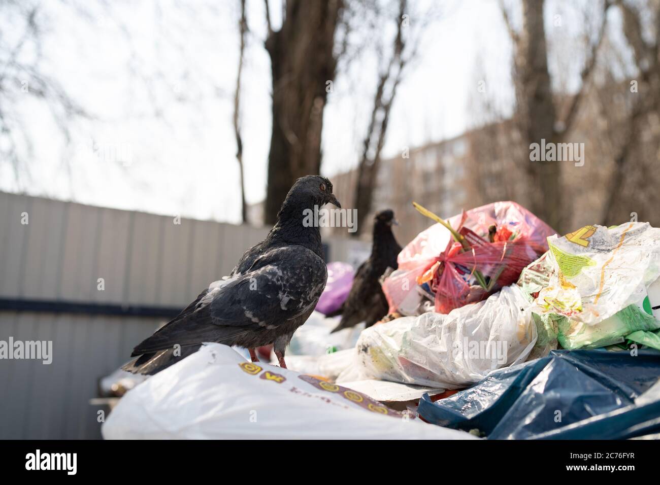 Waste dump birds hi-res stock photography and images - Alamy