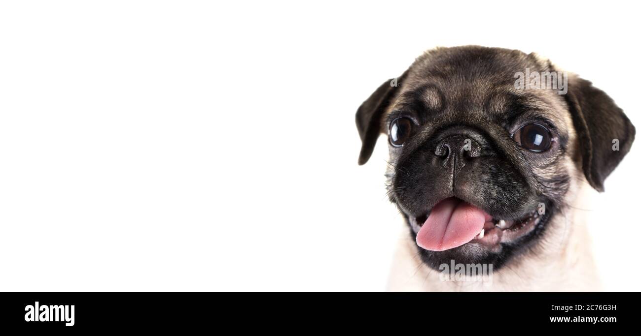 Pug puppy funny face hi-res stock photography and images - Alamy