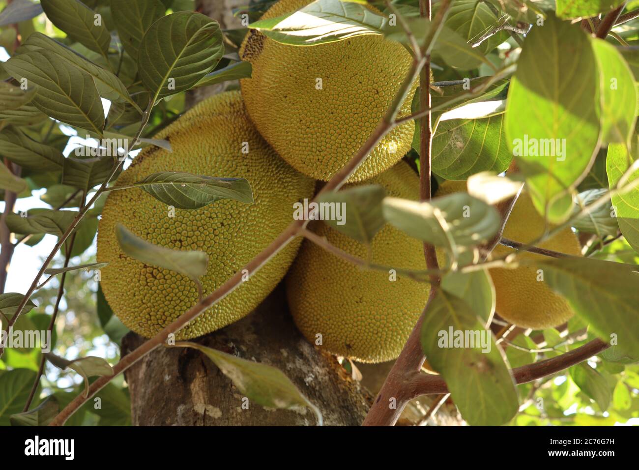 Official fruit of kerala hi-res stock photography and images - Alamy