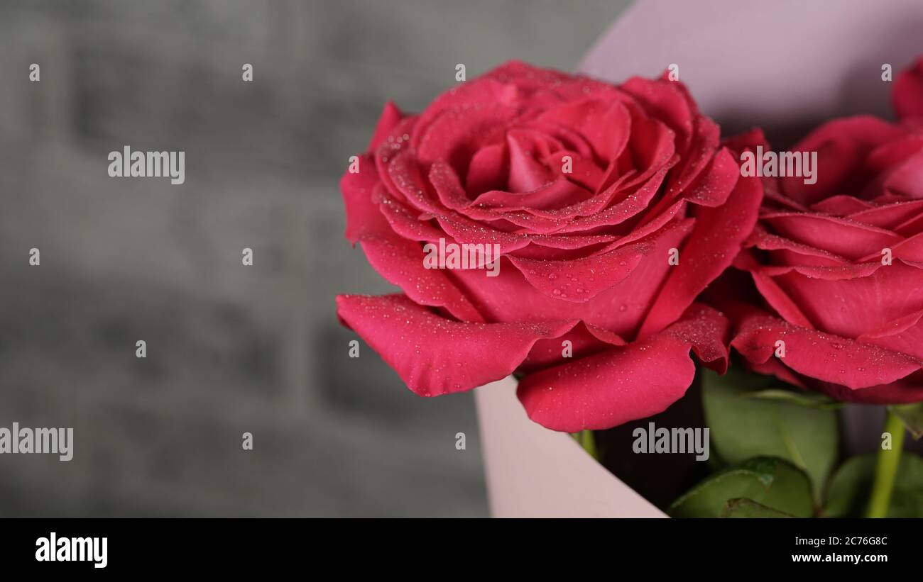 Bouquet of flowers from pink roses on gray background. Three big and ...